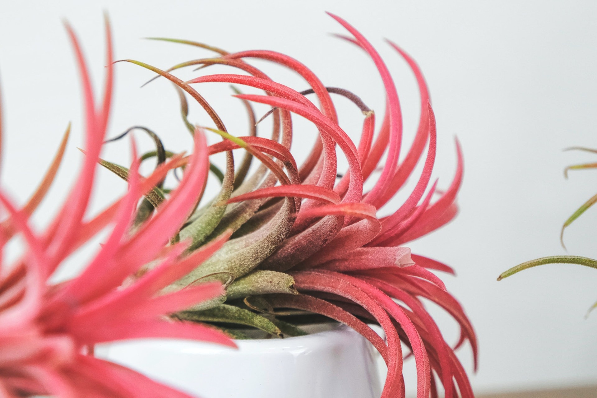Aesthetic Plants for Any Apartment (And How to Care for Them) - Revivalist